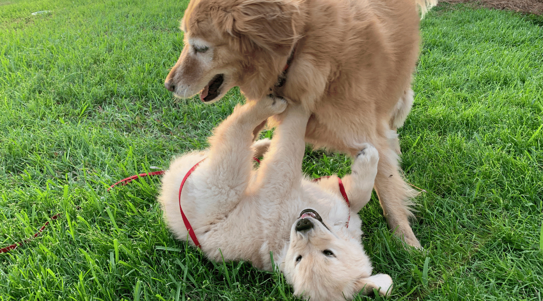 Canine Conversations: How Dogs Communicate with Each Other – Primal Pet ...