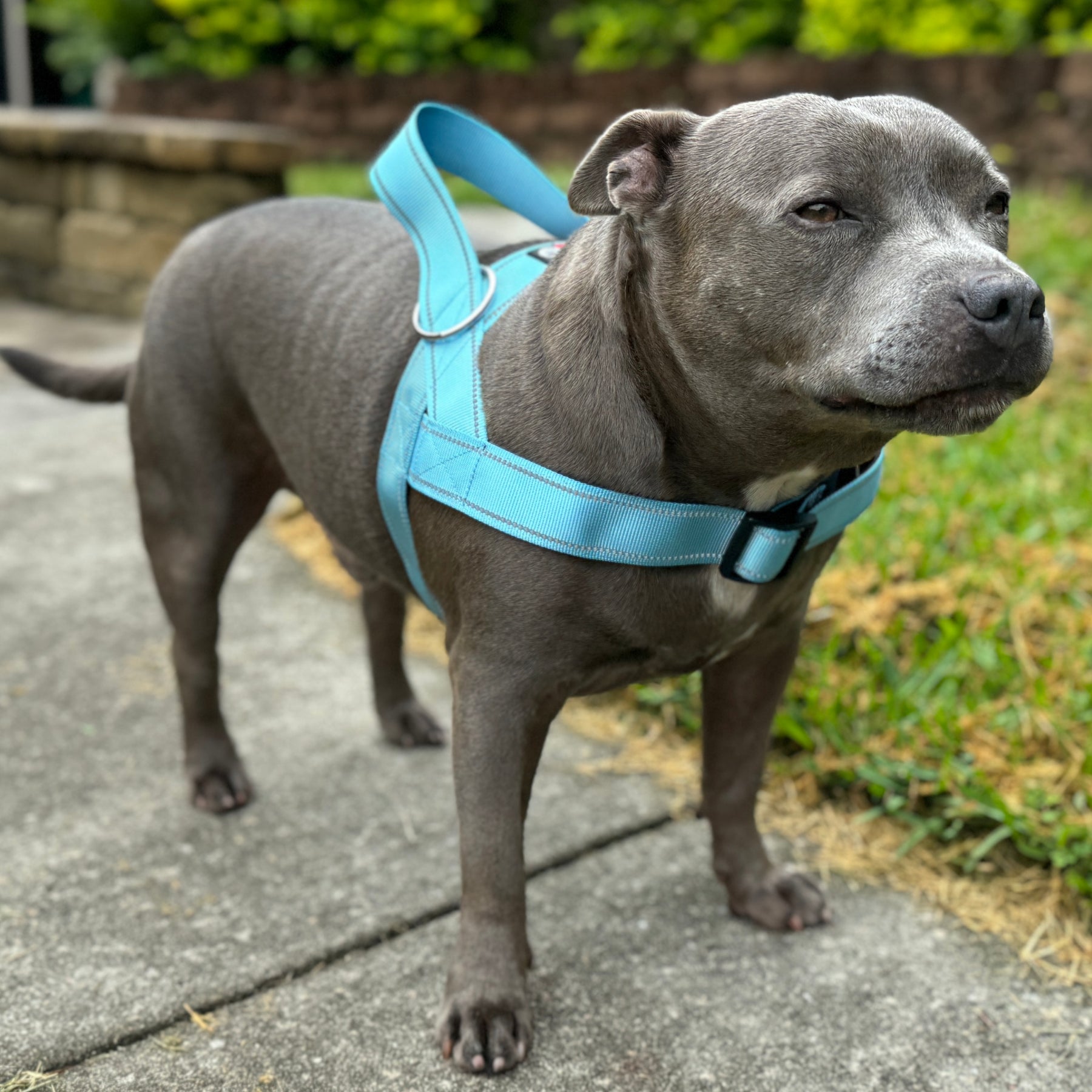 Primal Pet Gear Quick Fit Personalised Dog Harness