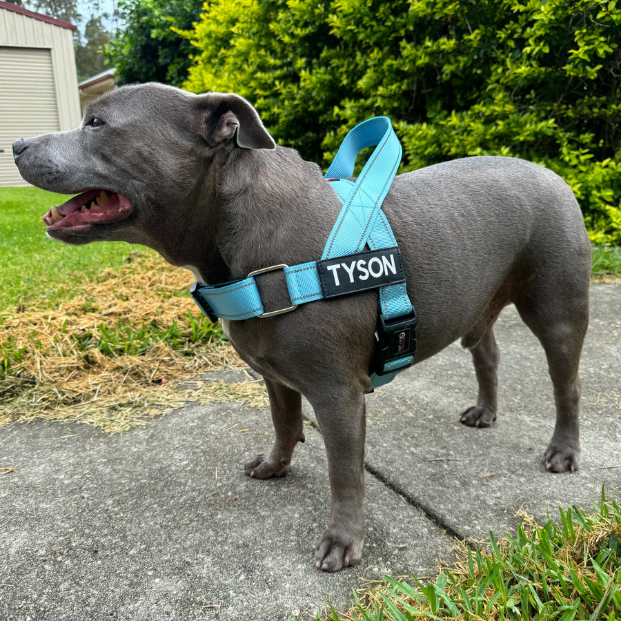 Primal Pet Gear Quick Fit Personalised Dog Harness