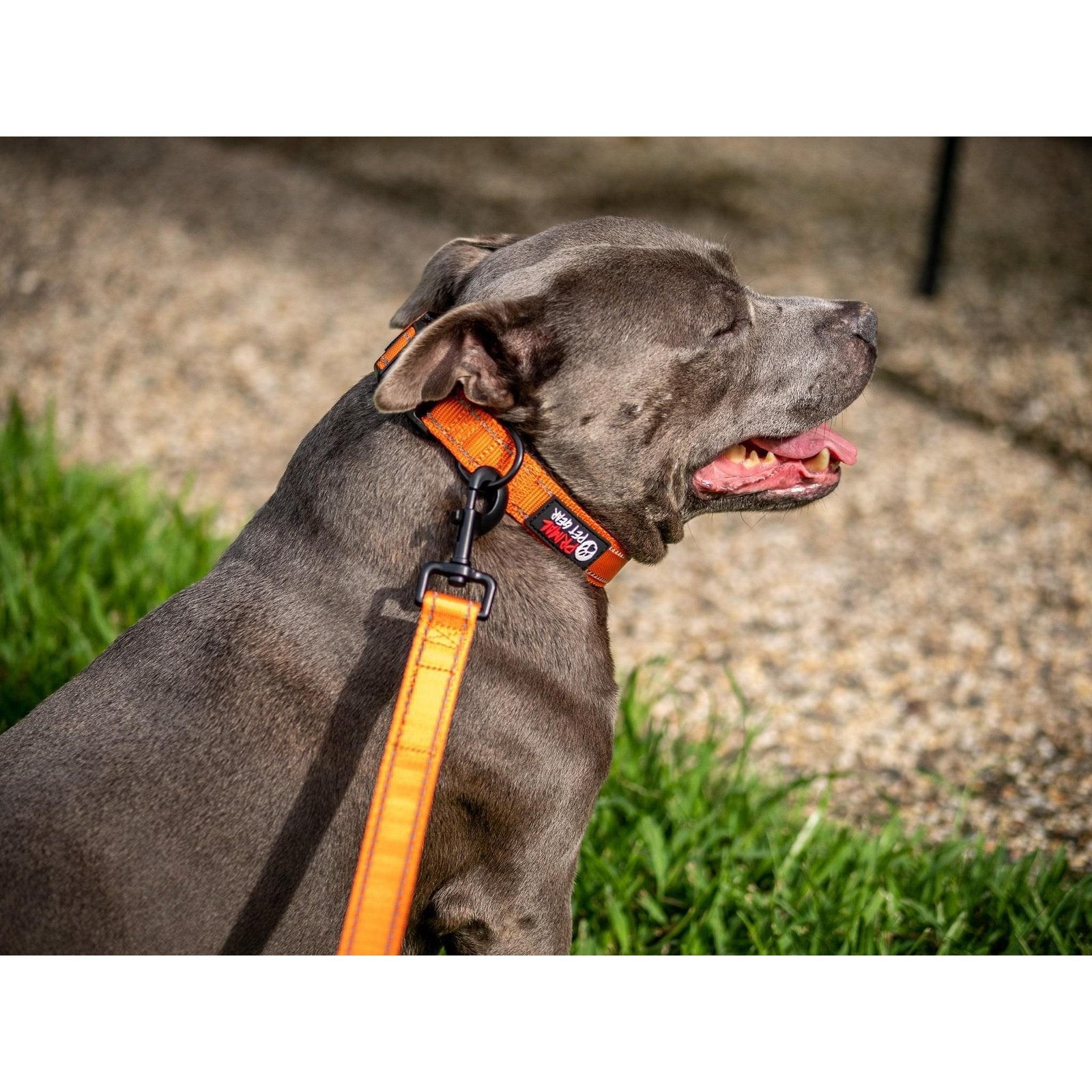 Primal Pet Gear Tough Dog and Puppy Collars